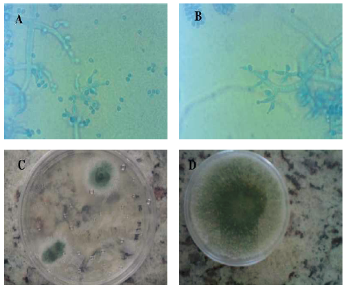 AISLAMIENTO, CARACTERIZACIÓN Y EVALUACIÓN DE Trichoderma spp. COMO PROMOTOR DE CRECIMIENTO ...