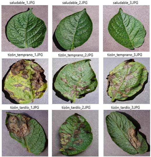 Hojas Informativas Sobre Enfermedades De Las Plantas Enfermedades En