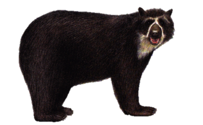 Aspectos biológicos y ecológicos del oso de anteojos (Tremarctos ...