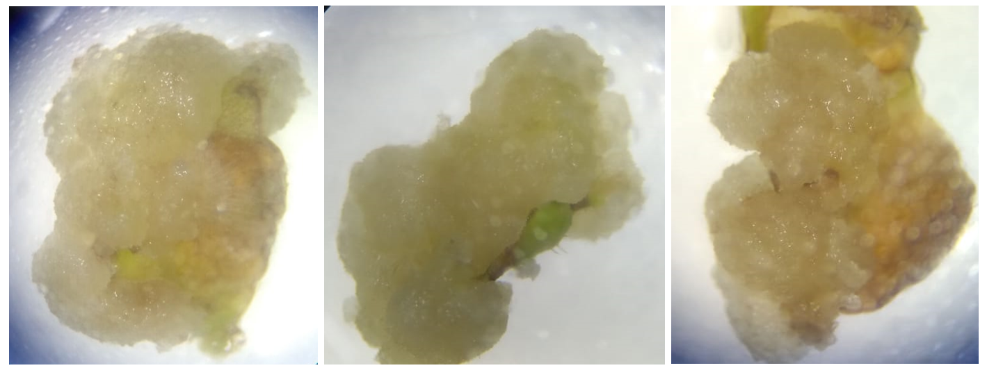 INDUCCIÓN IN VITRO DE CALLOS A PARTIR DE EXPLANTES FOLIARES EN ROCOTO ...