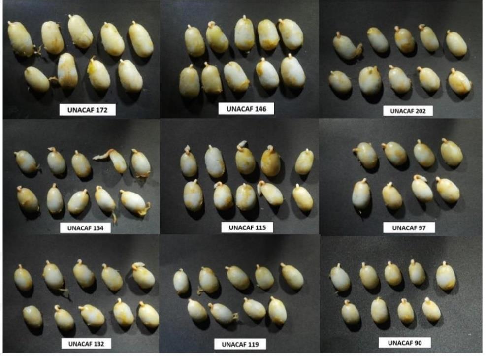 Atributos físicos y fisiológicos de las semillas de café (Coffea arabica L)