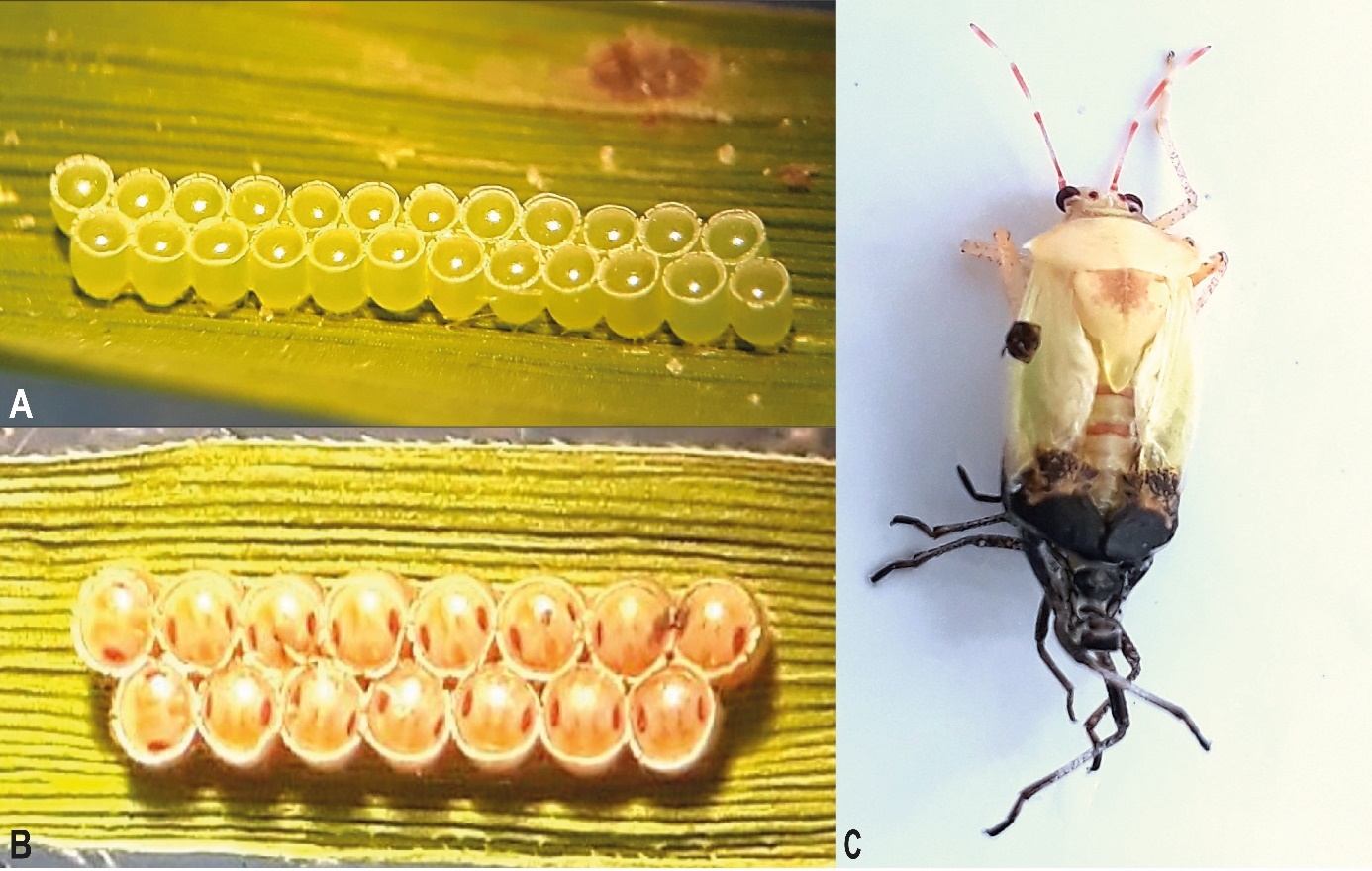 Ciclo biológico y desempeño reproductivo del chinche vaneador del arroz ...